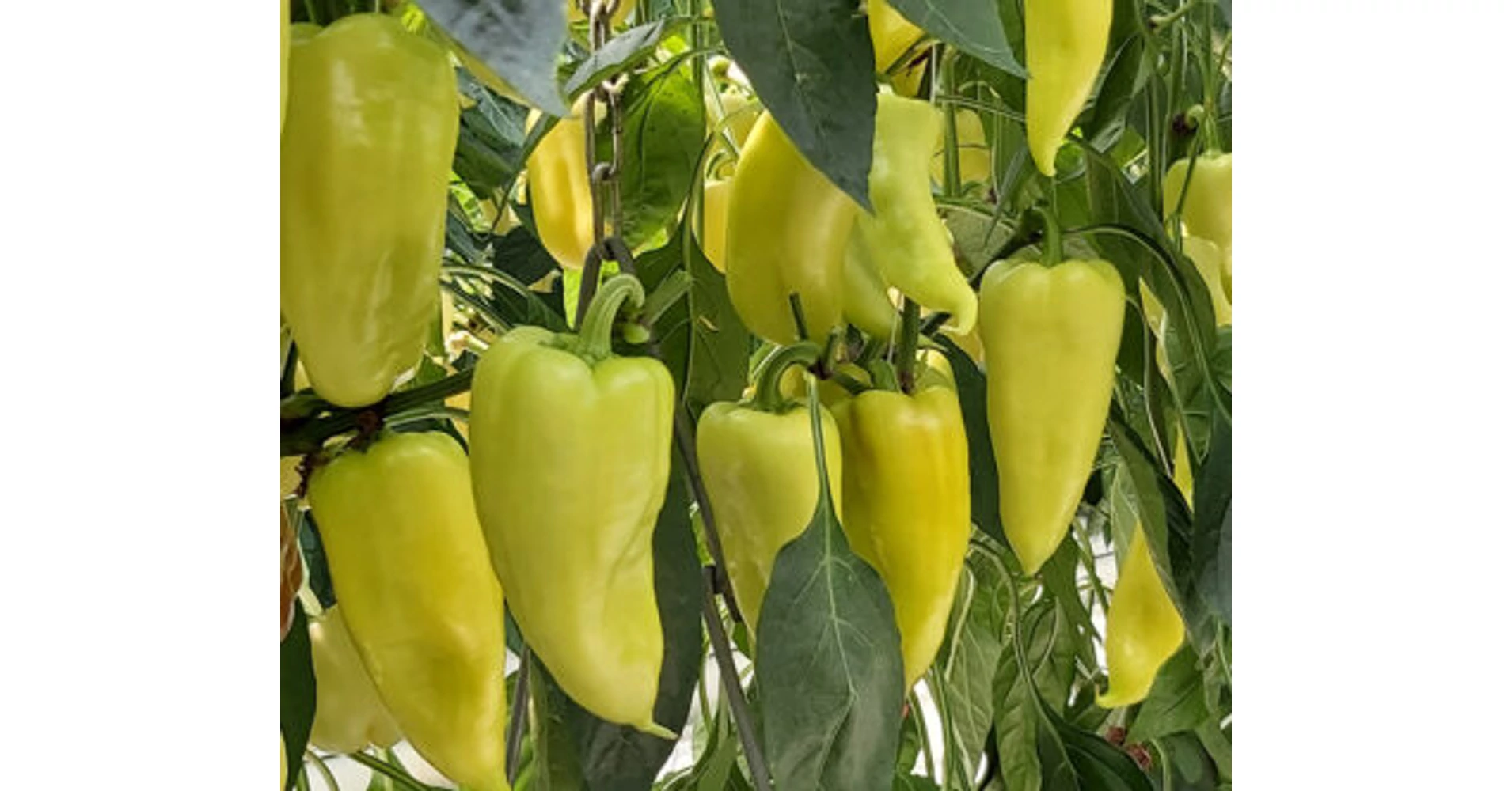 Campona F1 5000 szem - TV paprika